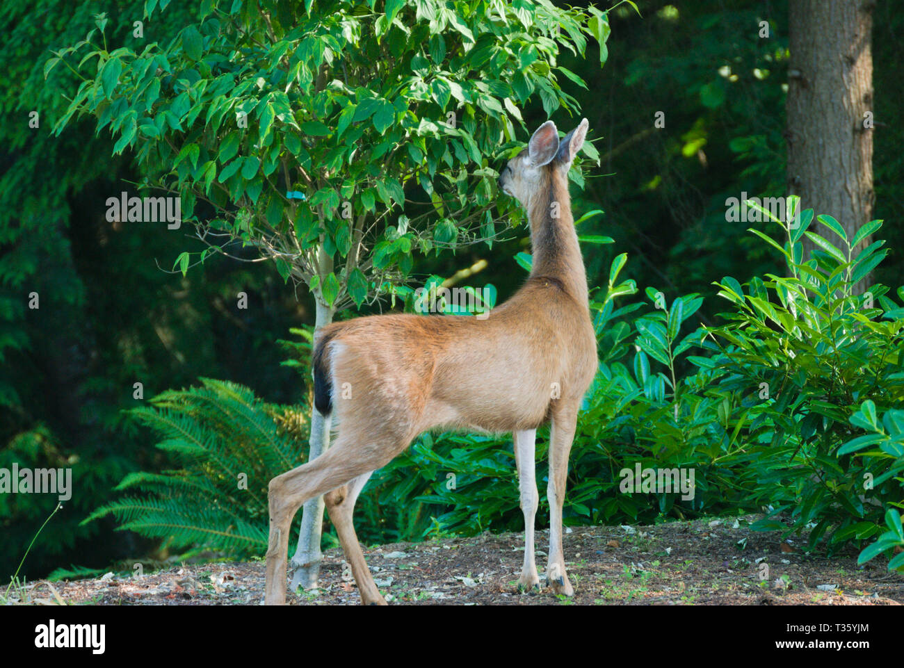 Deer british hi-res stock photography and images - Alamy