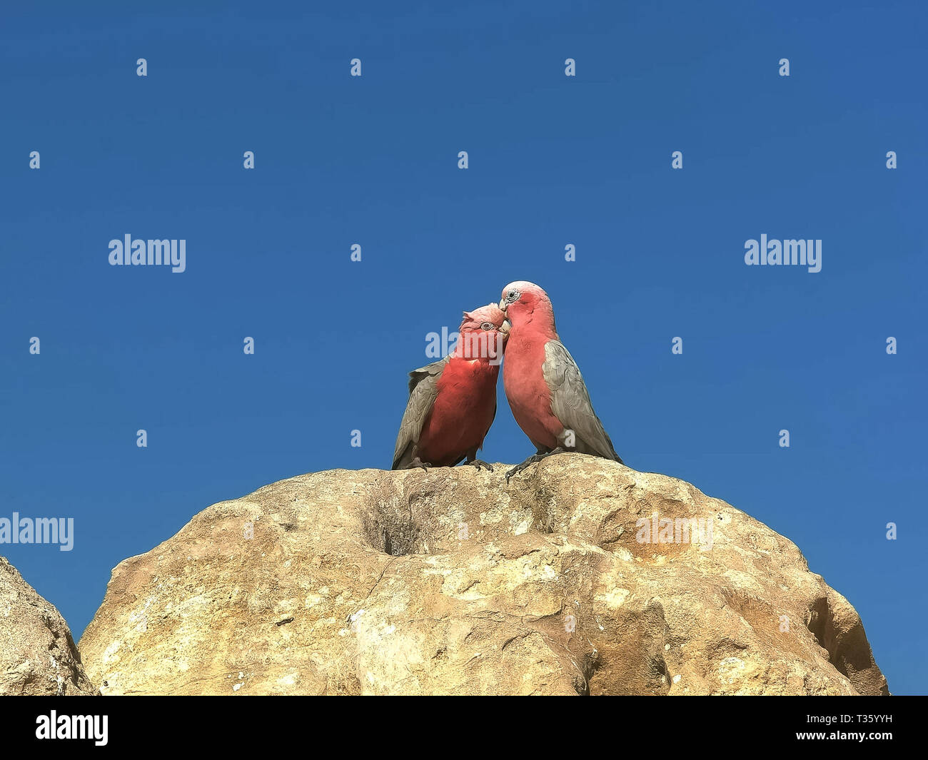 two galahs preening at the pinnacles in western australia Stock Photo ...
