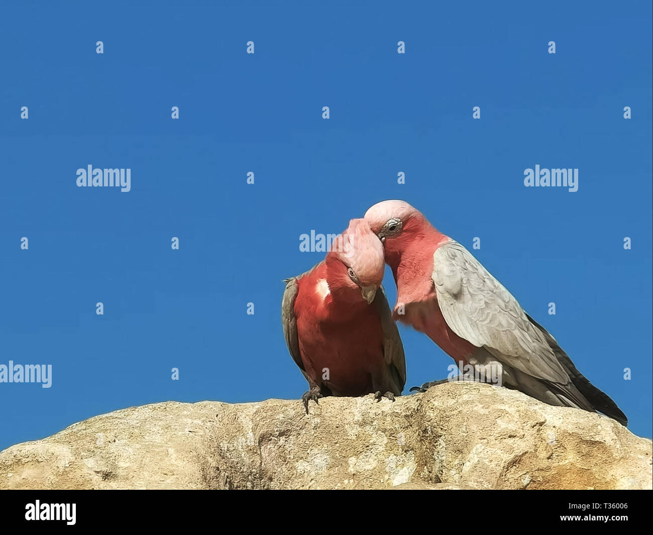 Galahs preening hi-res stock photography and images - Alamy