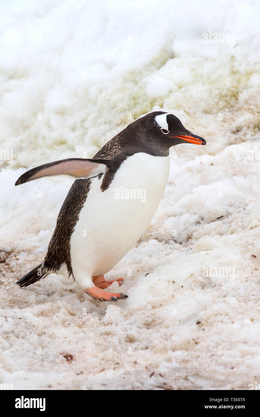 A Gentoo Penguin using a penguin highway at Neko Harbour in Andvord Bay ...