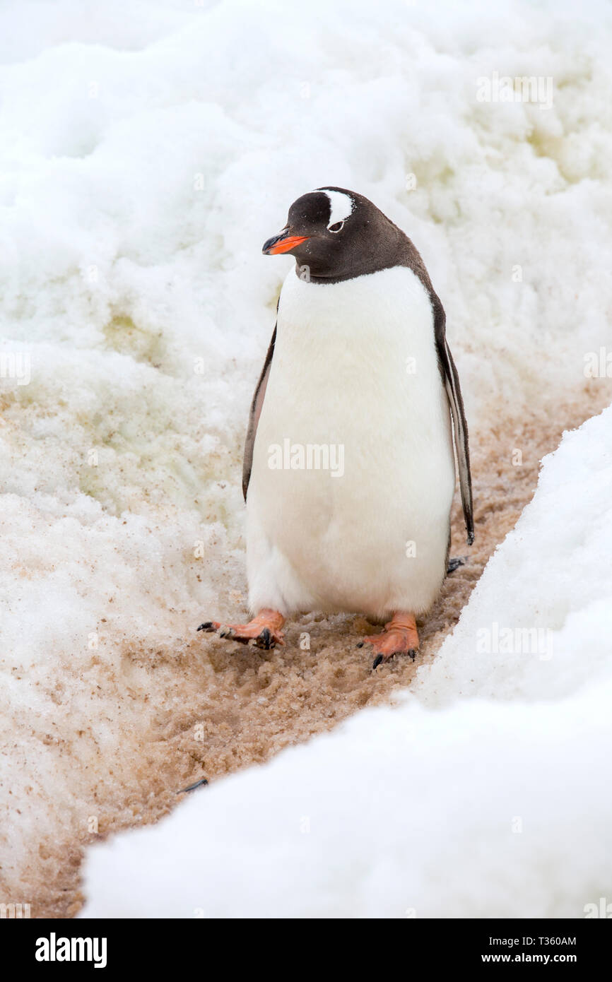Penguin highway hi-res stock photography and images - Alamy