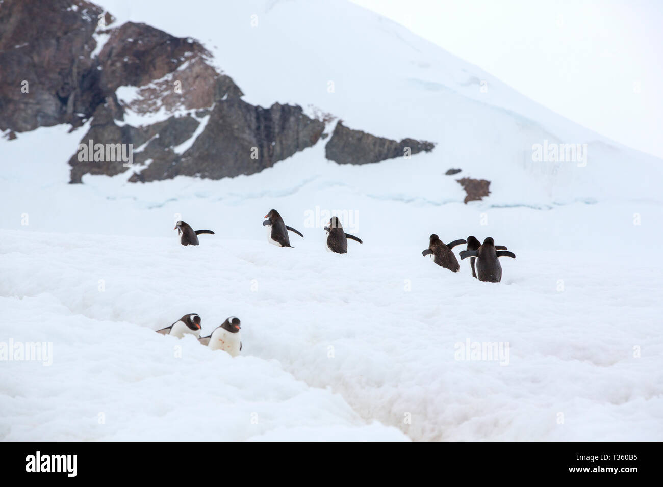 Penguin highway hi-res stock photography and images - Alamy