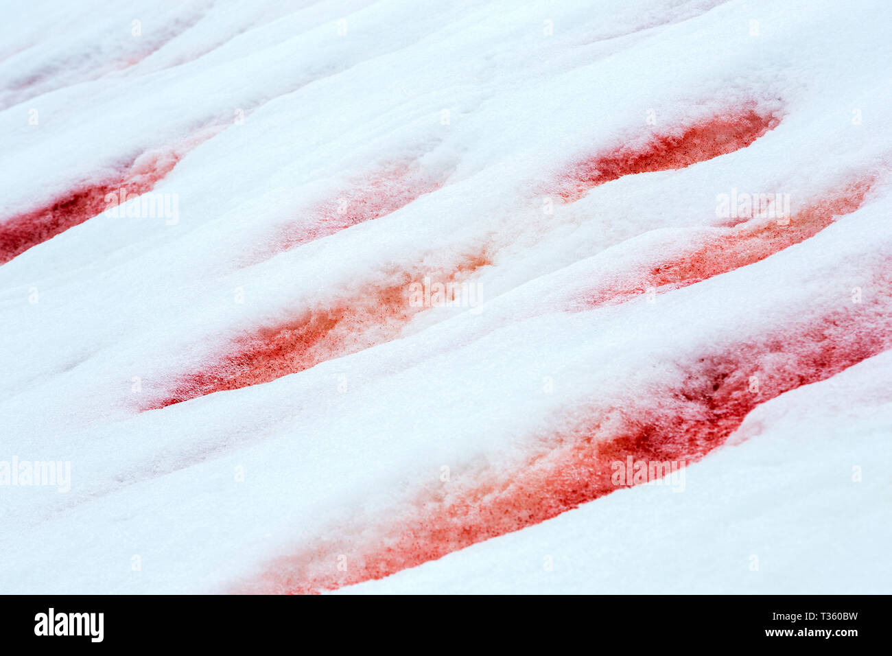 Red snow algae hi-res stock photography and images - Alamy