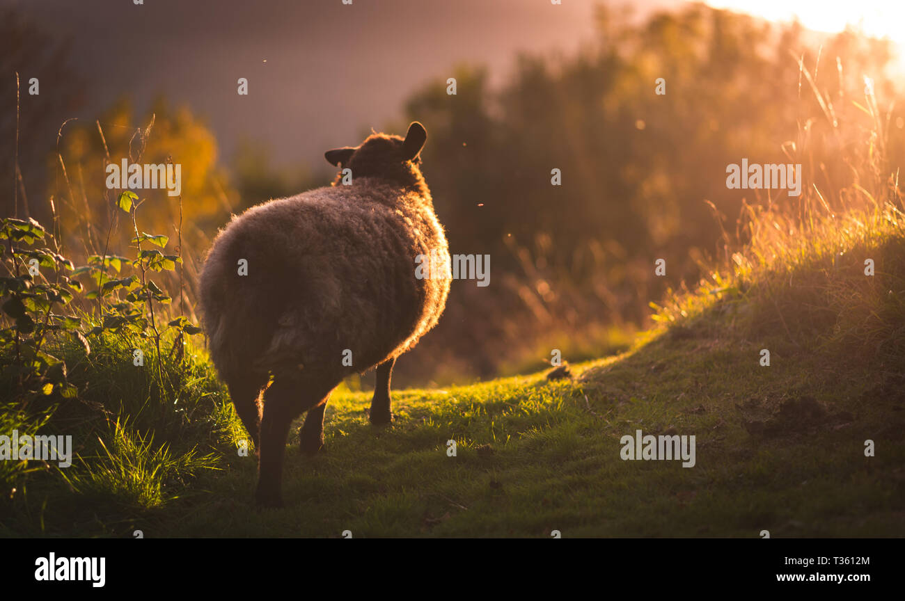 Sheep walking into bright sunlight on a summers evening - Peak District ...
