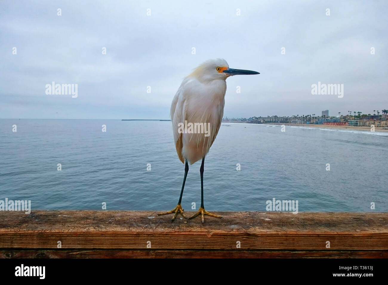 A white sea bird standing on the rail of the Oceanside pier Stock Photo ...