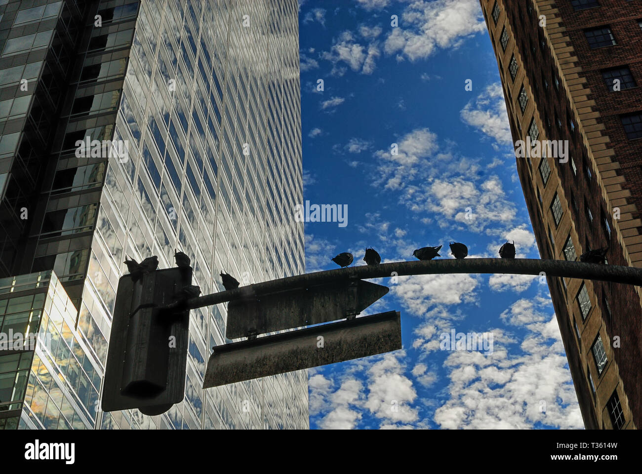 Birds sitting up high on the horizontal member of the traffic signal ...