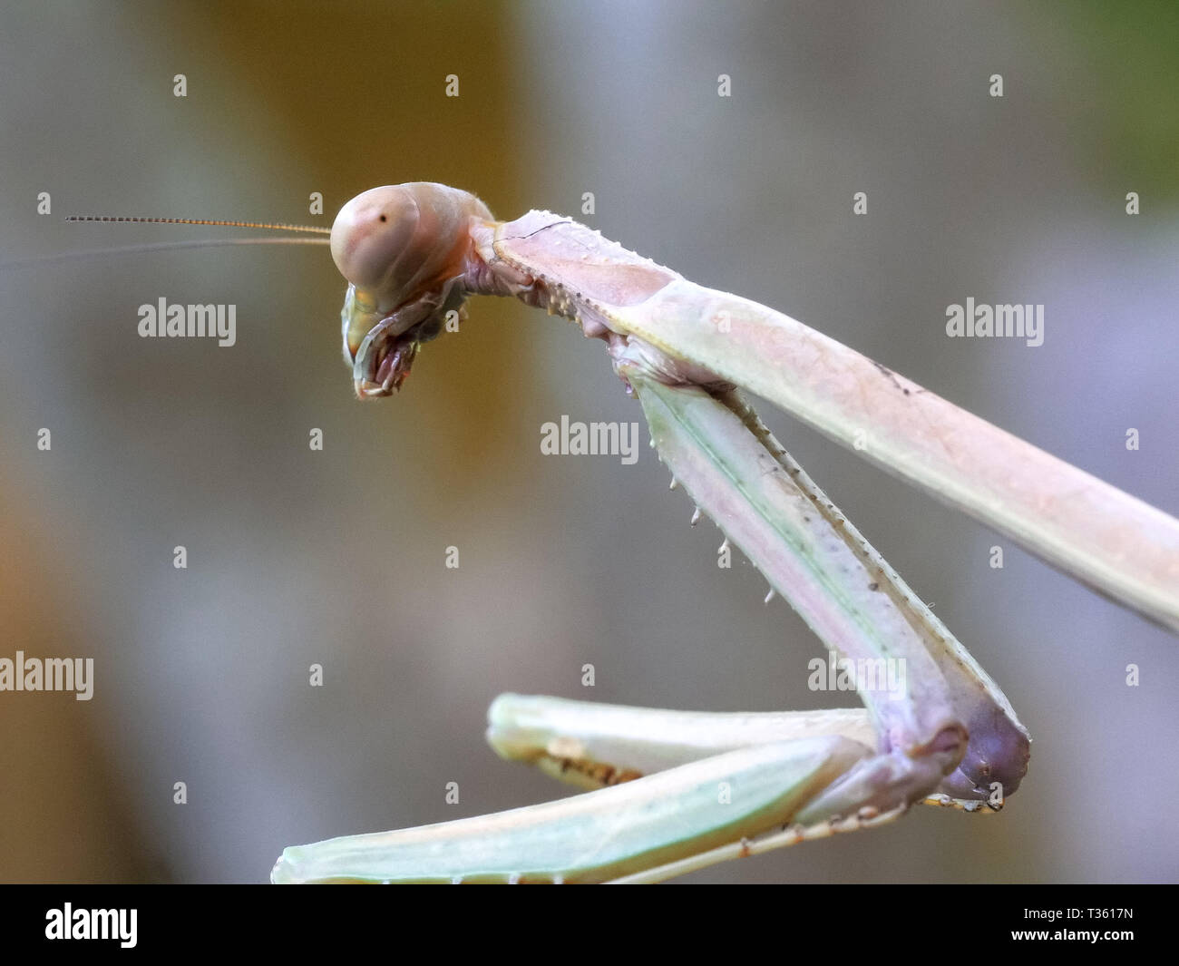 Australian praying mantis hi-res stock photography and images - Alamy