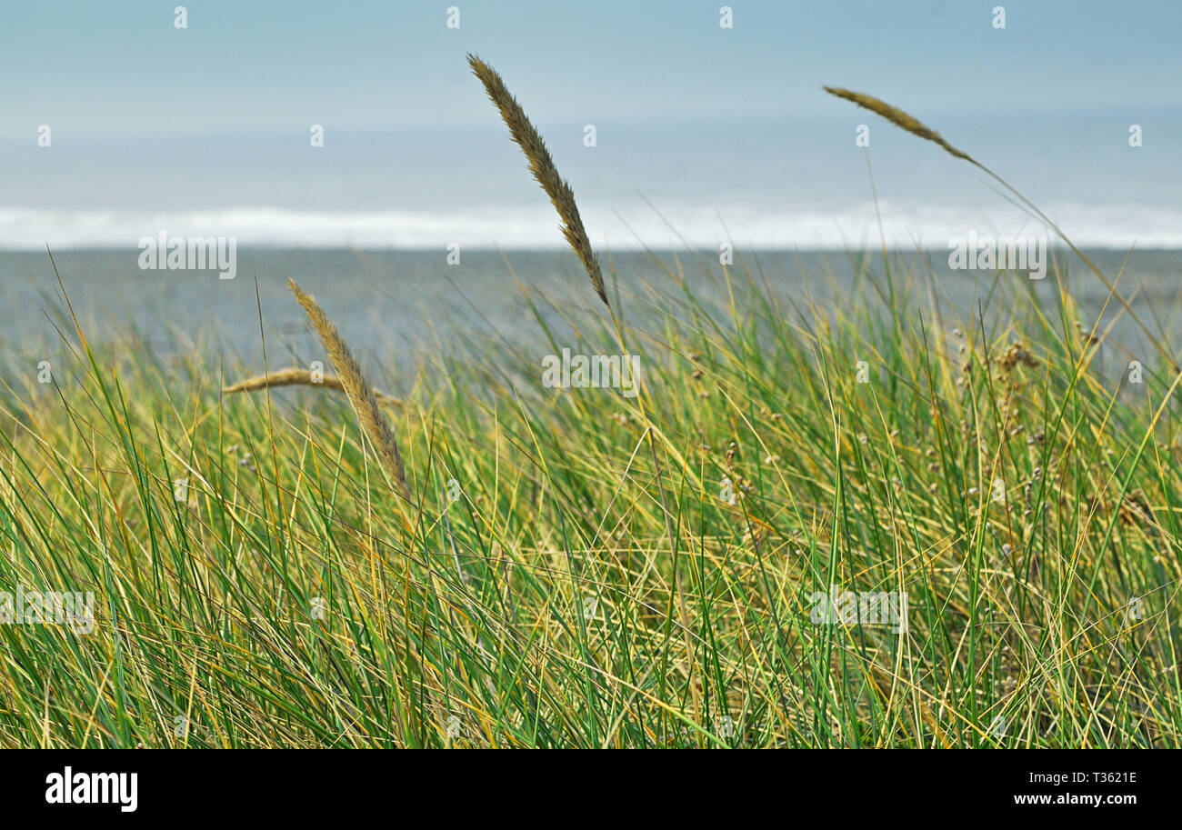 Detail of grassy shrubs with a horizon in the background Stock Photo ...