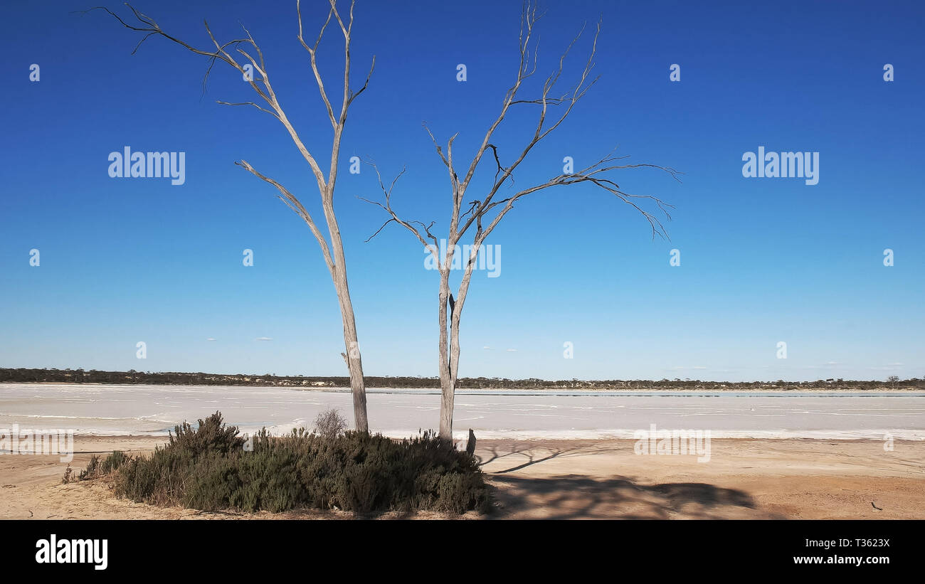 dead tree at a west australian salt pan Stock Photo - Alamy