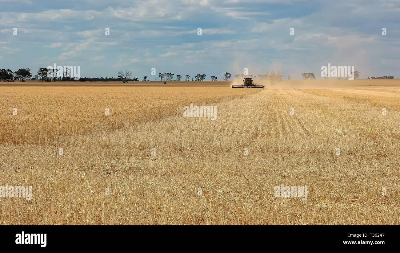 Australia wheat header hi-res stock photography and images - Alamy