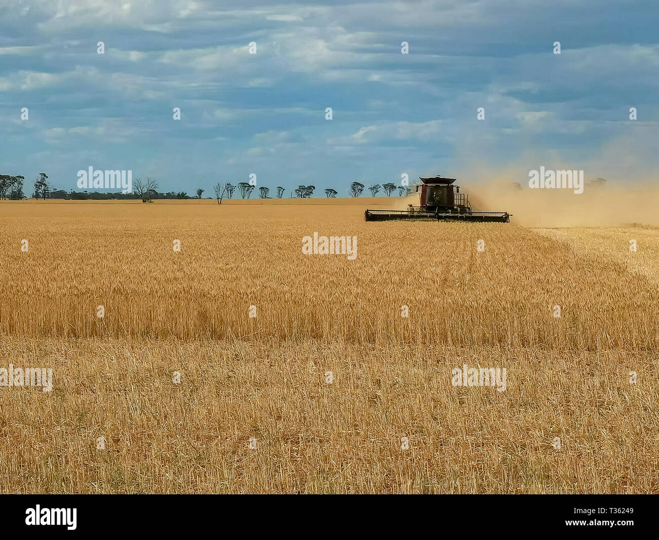 Crop australian farm harvest hi-res stock photography and images - Alamy
