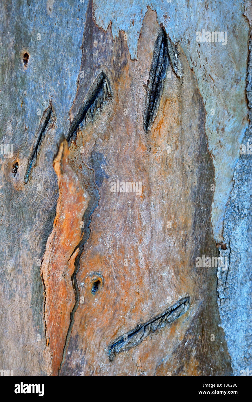 A painterly image of a section of a eucalyptus tree trunk Stock Photo ...