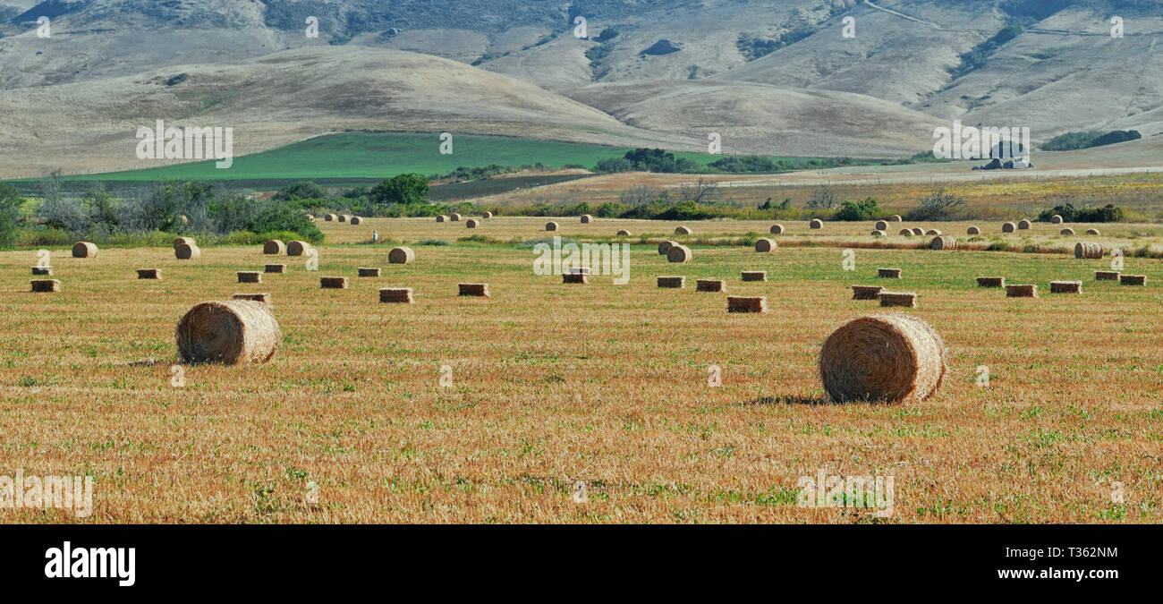 Hay field with the crops baled and ready for shipment Stock Photo - Alamy