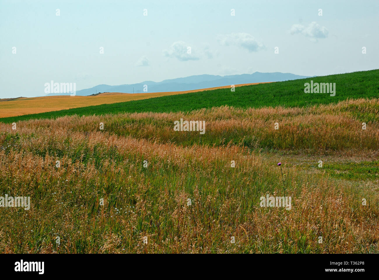 A colorful field of wild grass Stock Photo - Alamy