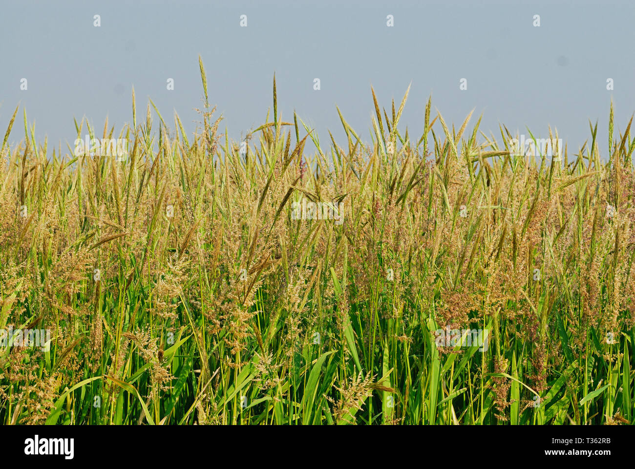 close up of some wheat crops in a field Stock Photo - Alamy