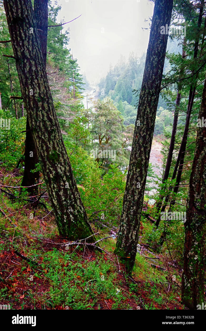 Vision through trees hi-res stock photography and images - Alamy