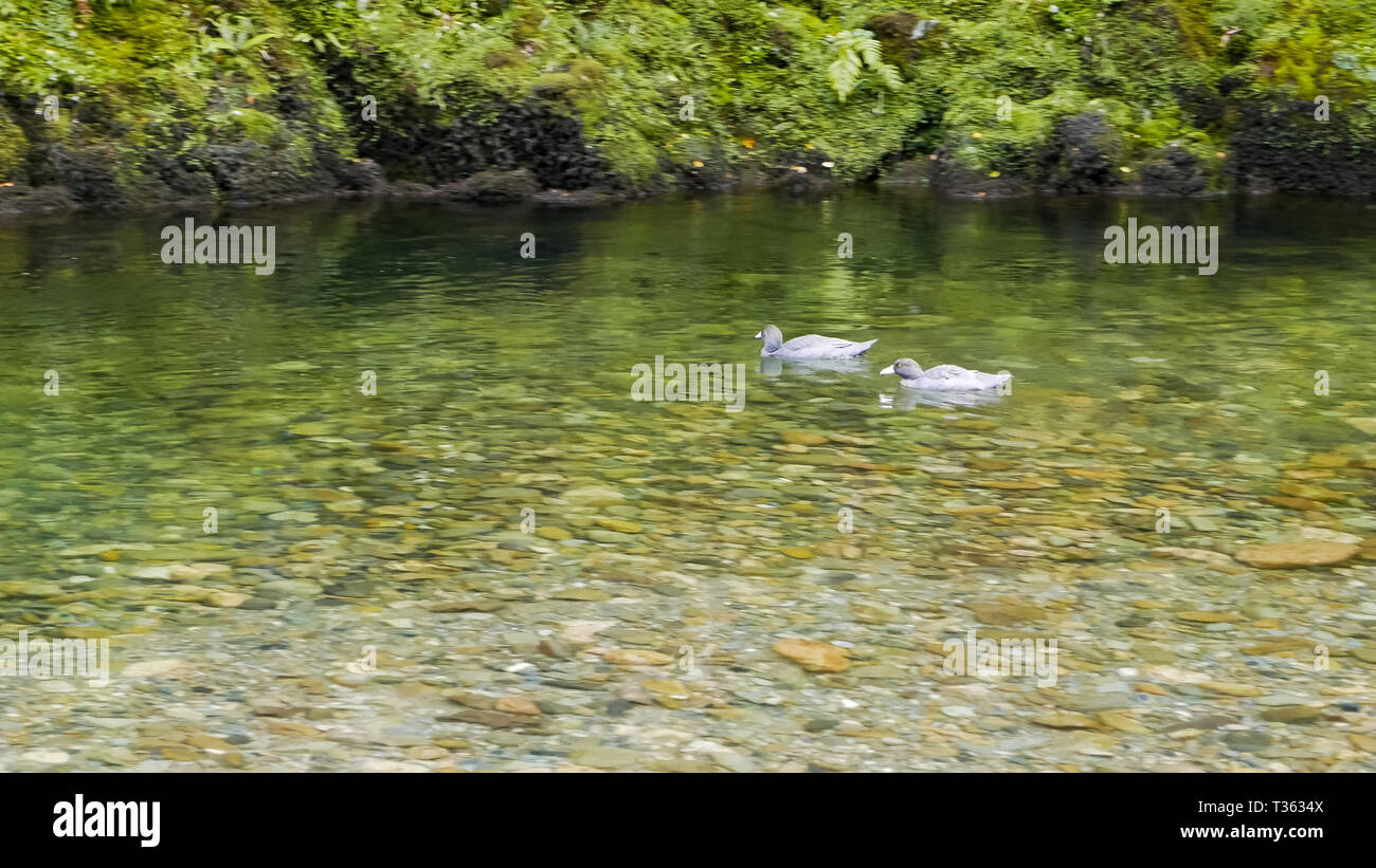 Rare duck species hi-res stock photography and images - Alamy
