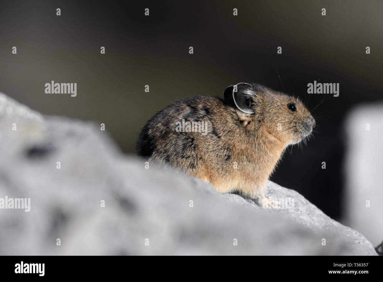 American pika glacier national park hi-res stock photography and images ...
