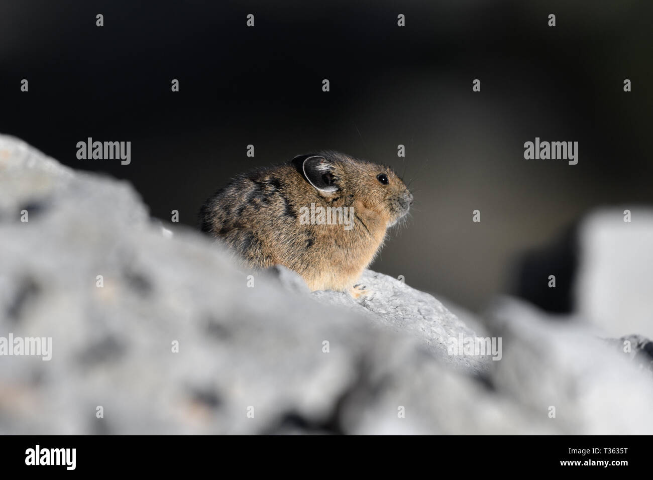 American pika glacier national park hi-res stock photography and images ...
