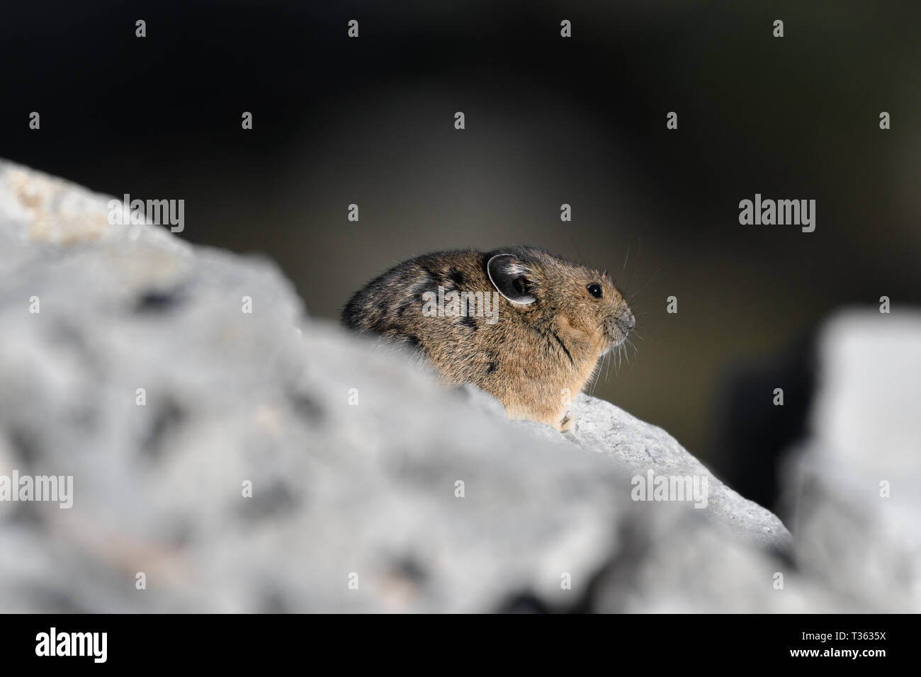 American pika glacier national park hi-res stock photography and images ...