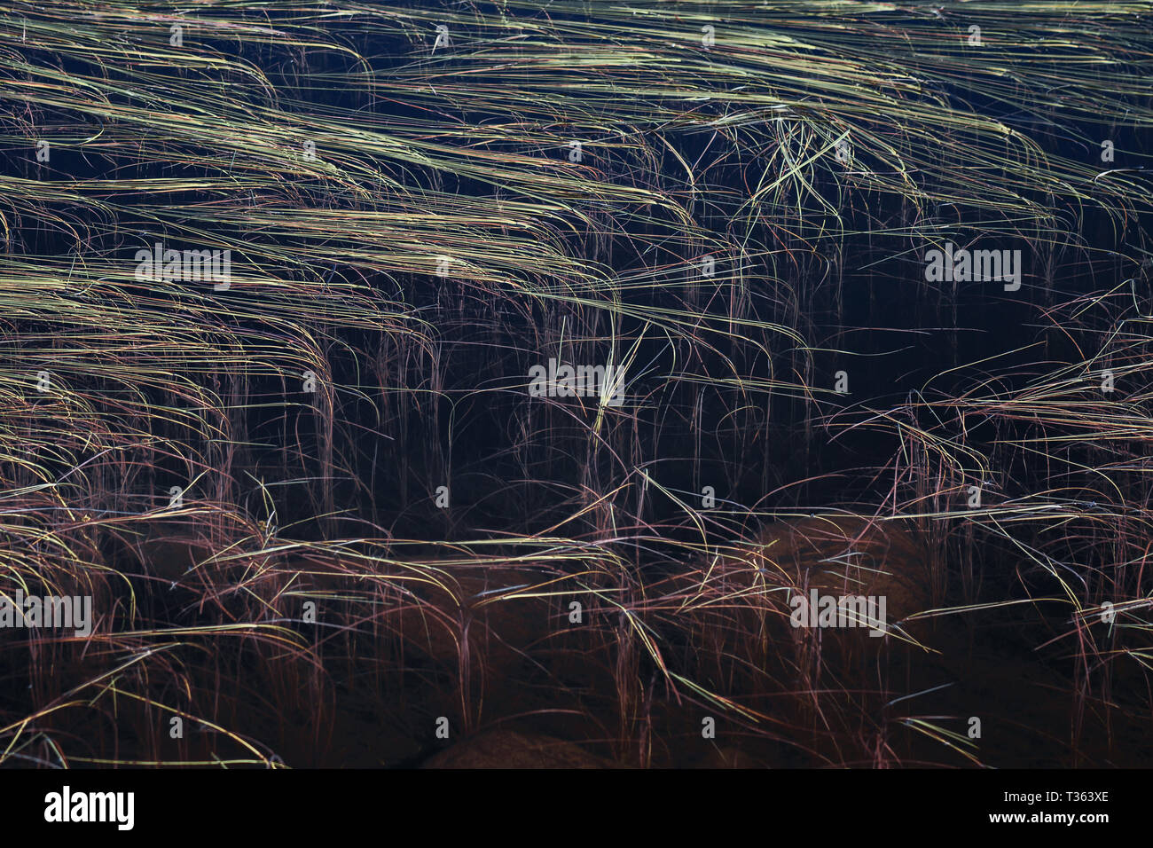 Underwater grass floats peacefully in Picture Lake in autumn Stock ...