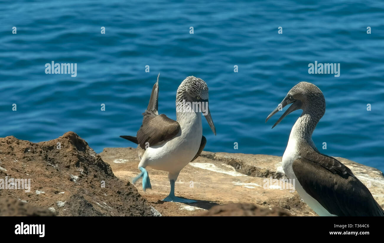 a blue-footed booby dancing in the galalagos islands, ecuador Stock ...
