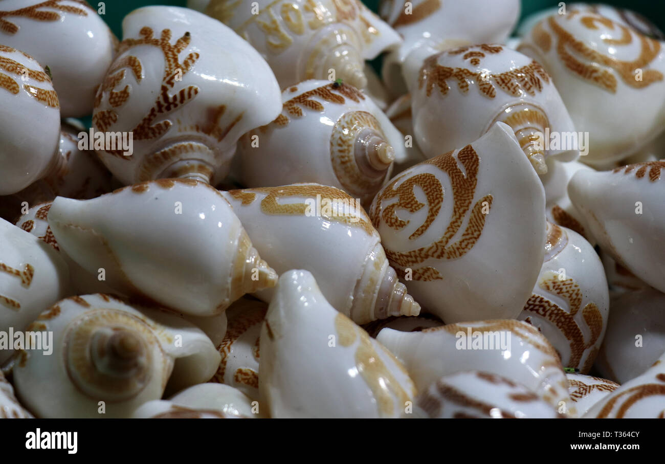 Sea shells in the market. Conch shells at Puri sea beach evening market ...