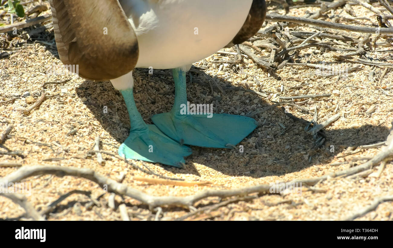 extreme close up of the feet of a blue-footed booby in the galalagos ...