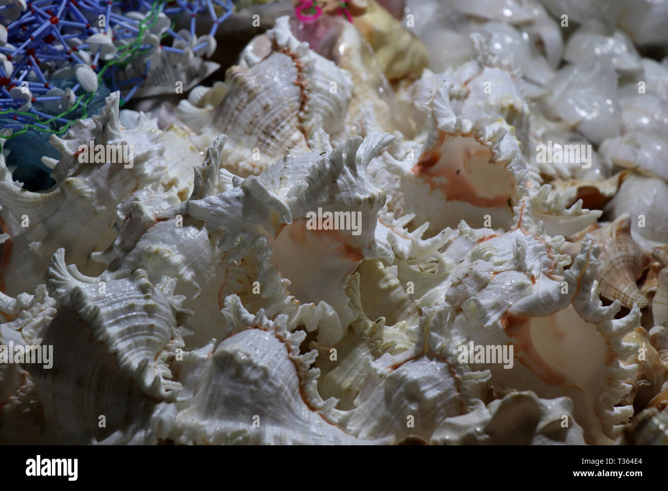 Sea shells in the market. Conch shells at Puri sea beach evening market ...
