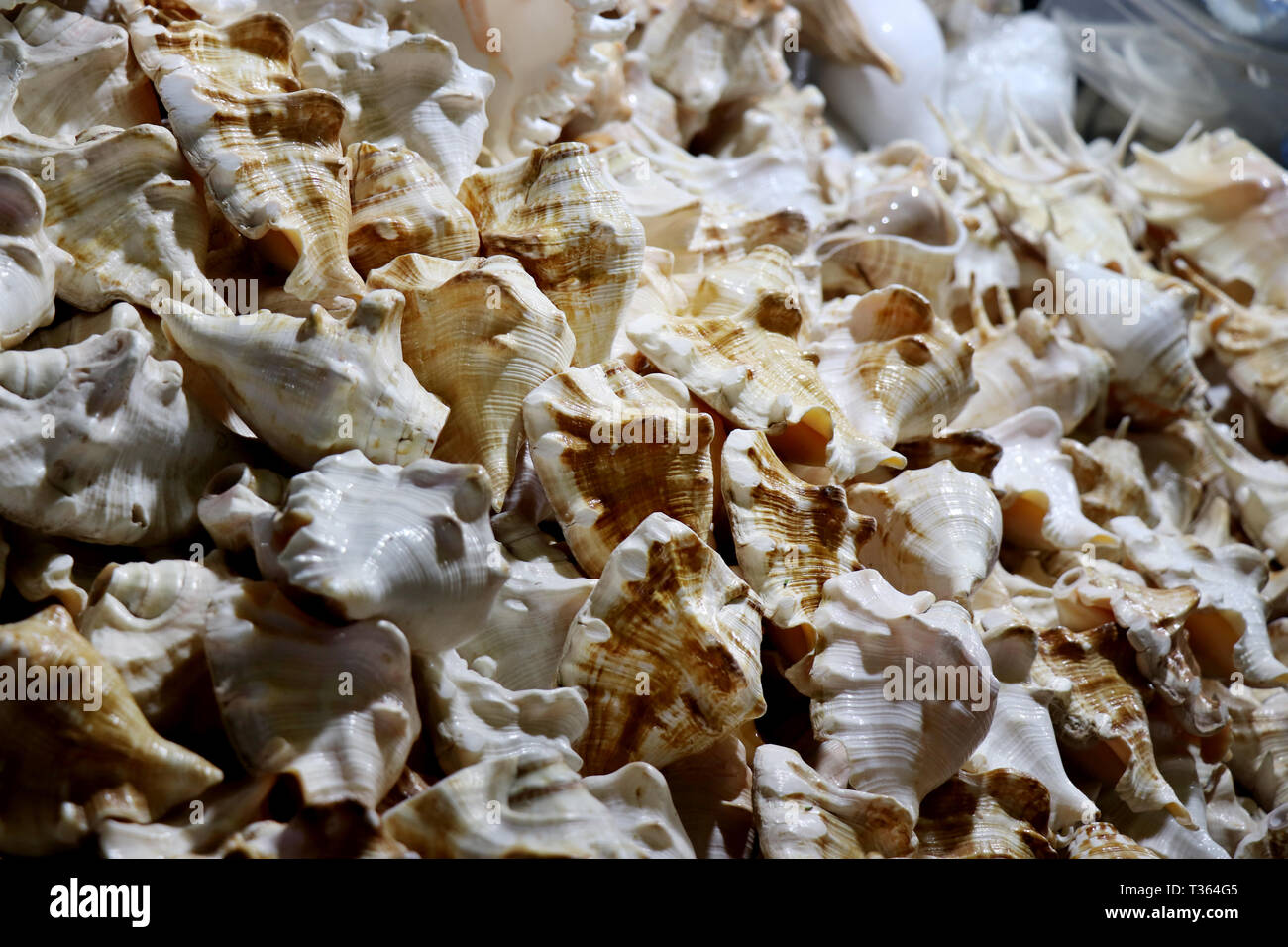 Sea shells in the market. Conch shells at Puri sea beach evening market ...