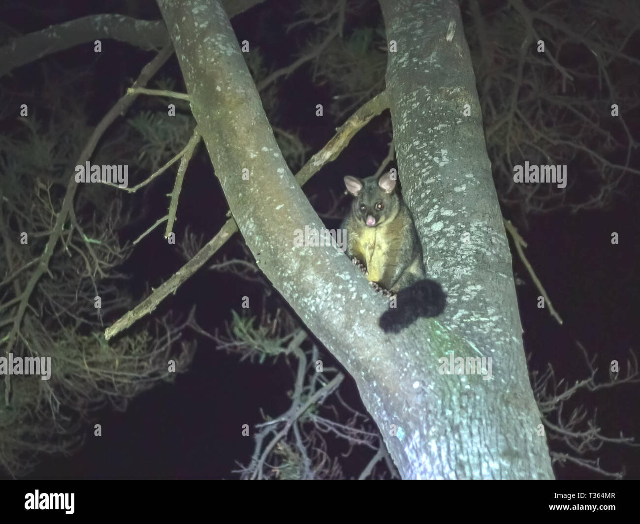 Opossum australia hi-res stock photography and images - Alamy