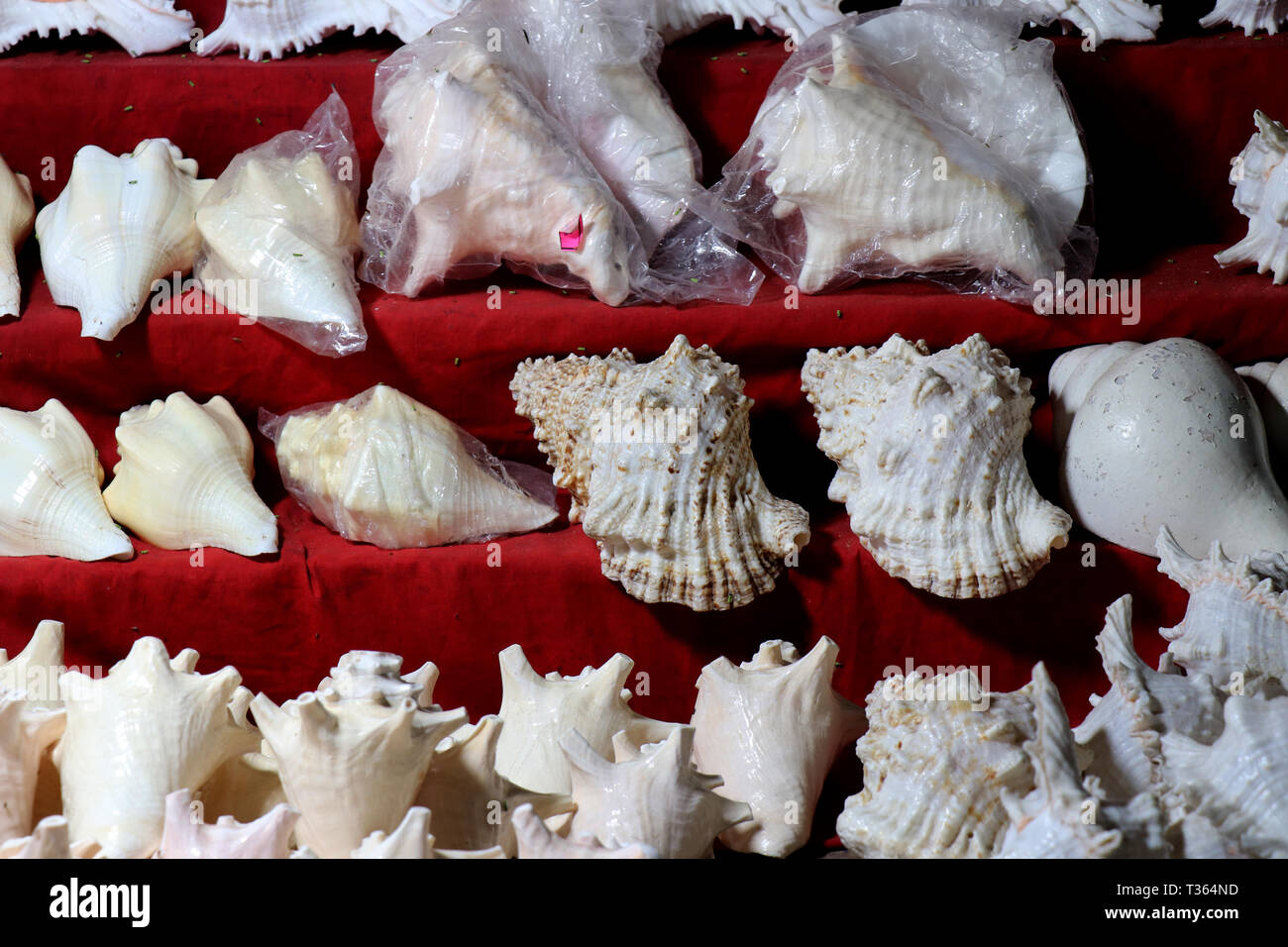 Sea shells in the market. Conch shells at Puri sea beach evening market ...