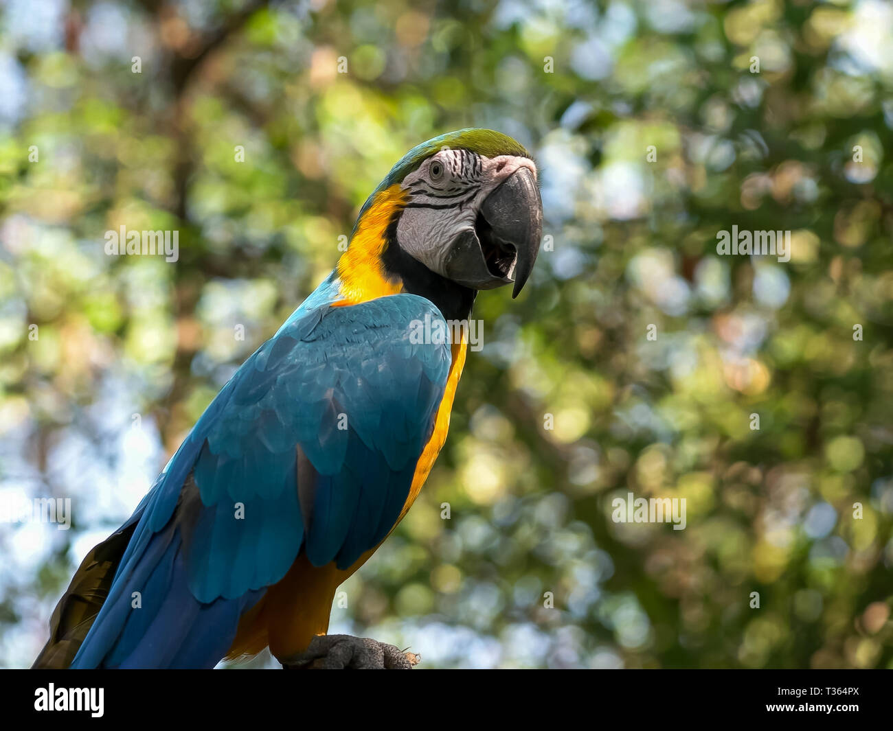 Parrot amazon ecuador hi-res stock photography and images - Alamy