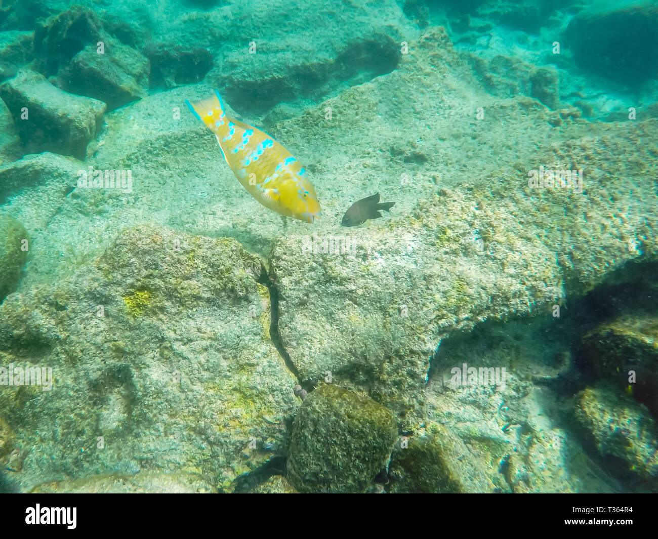 blue-chin parrotfish feeding at isla bartolome in the galapagos Stock ...