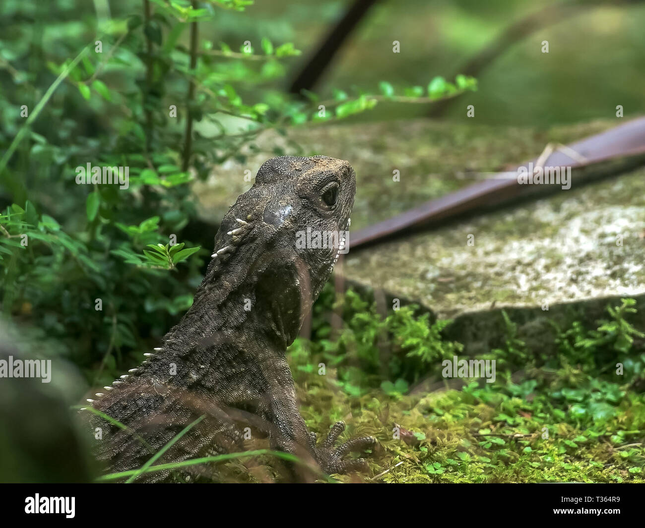 close up of a prehistoric looking tuatara lizard Stock Photo - Alamy