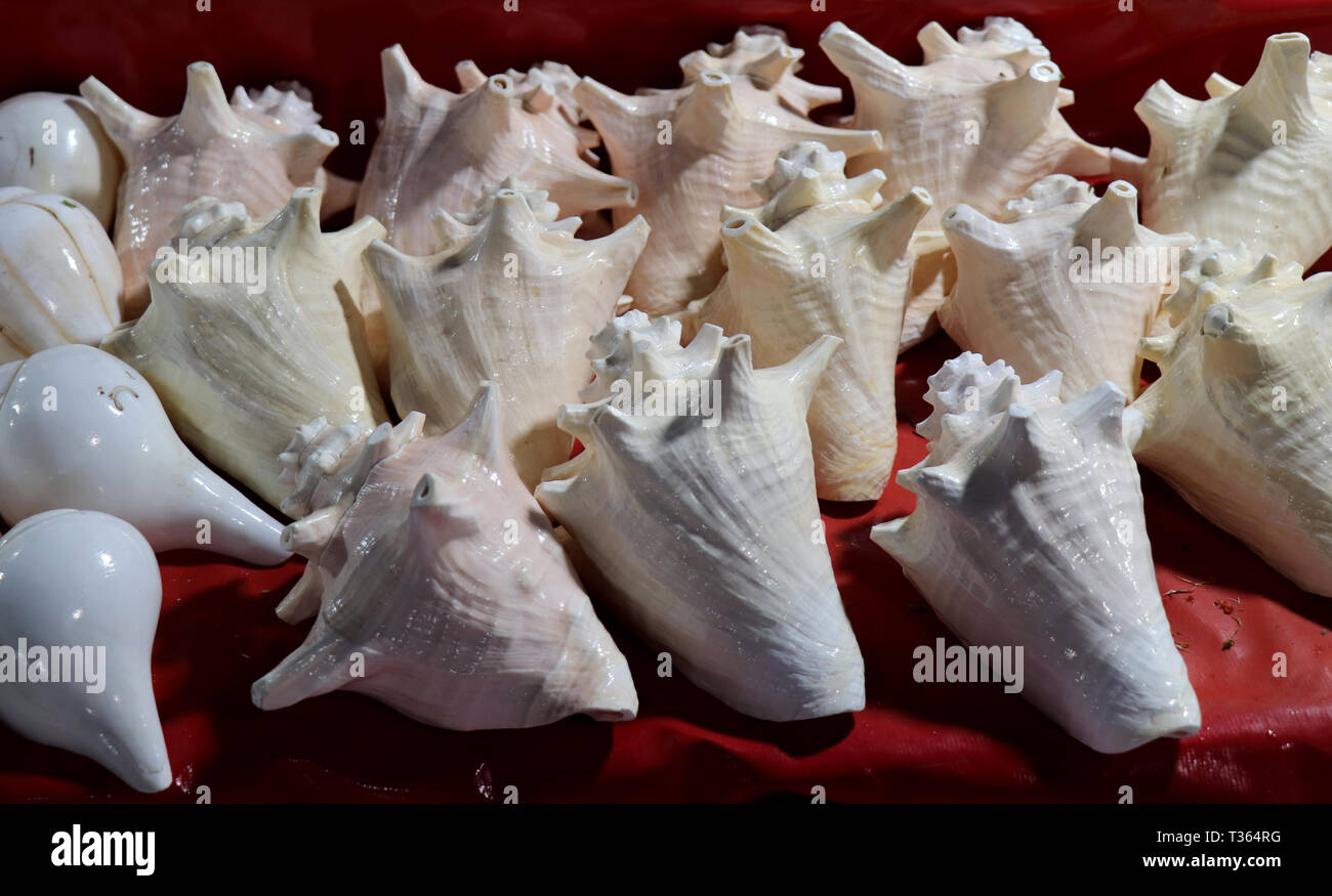 Sea shells in the market. Conch shells at Puri sea beach evening market ...