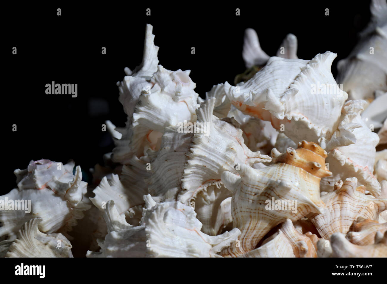 Sea shells in the market. Conch shells at Puri sea beach evening market ...
