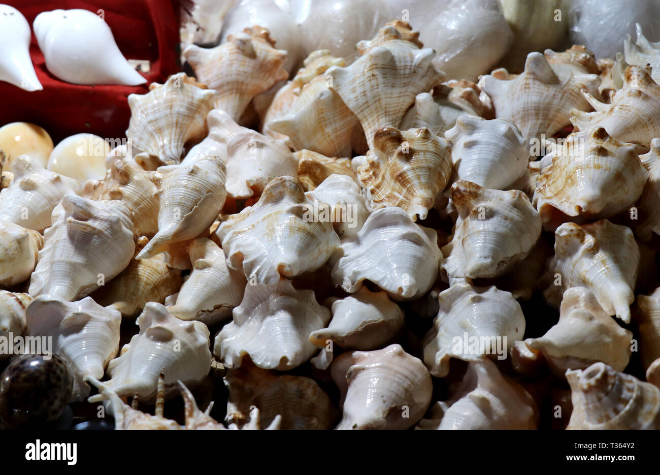 Sea shells in the market. Conch shells at Puri sea beach evening market ...