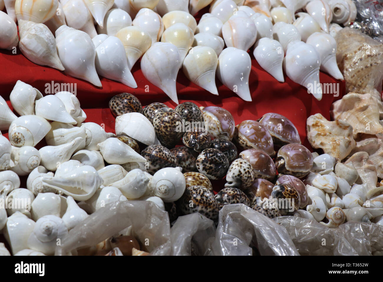 Sea shells in the market. Conch shells at Puri sea beach evening market ...