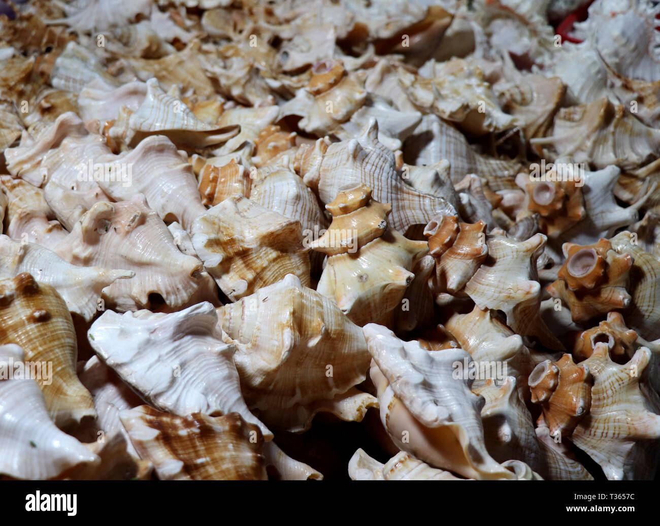 Sea shell market india hi-res stock photography and images - Alamy