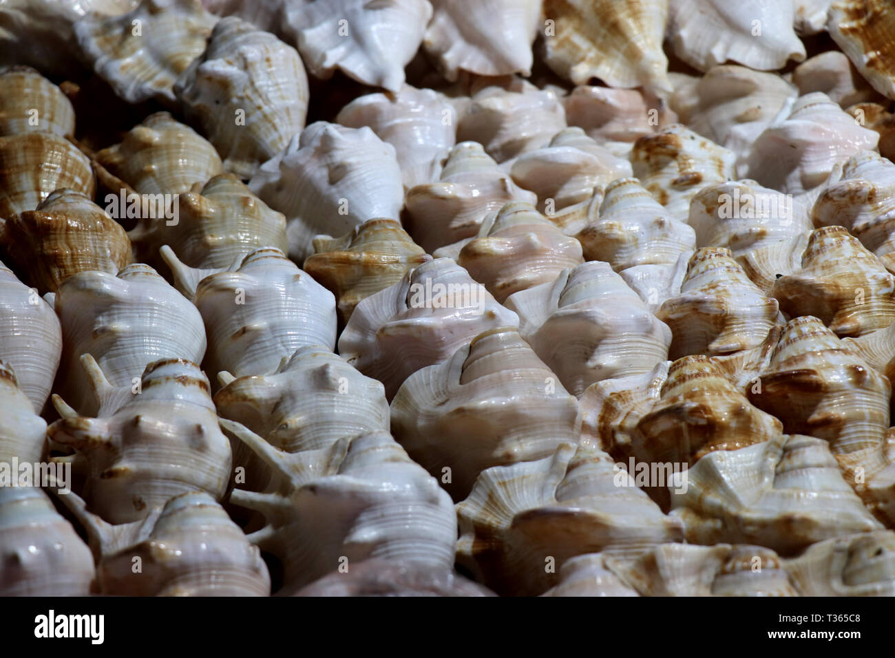 Sea shells in the market. Conch shells at Puri sea beach evening market ...