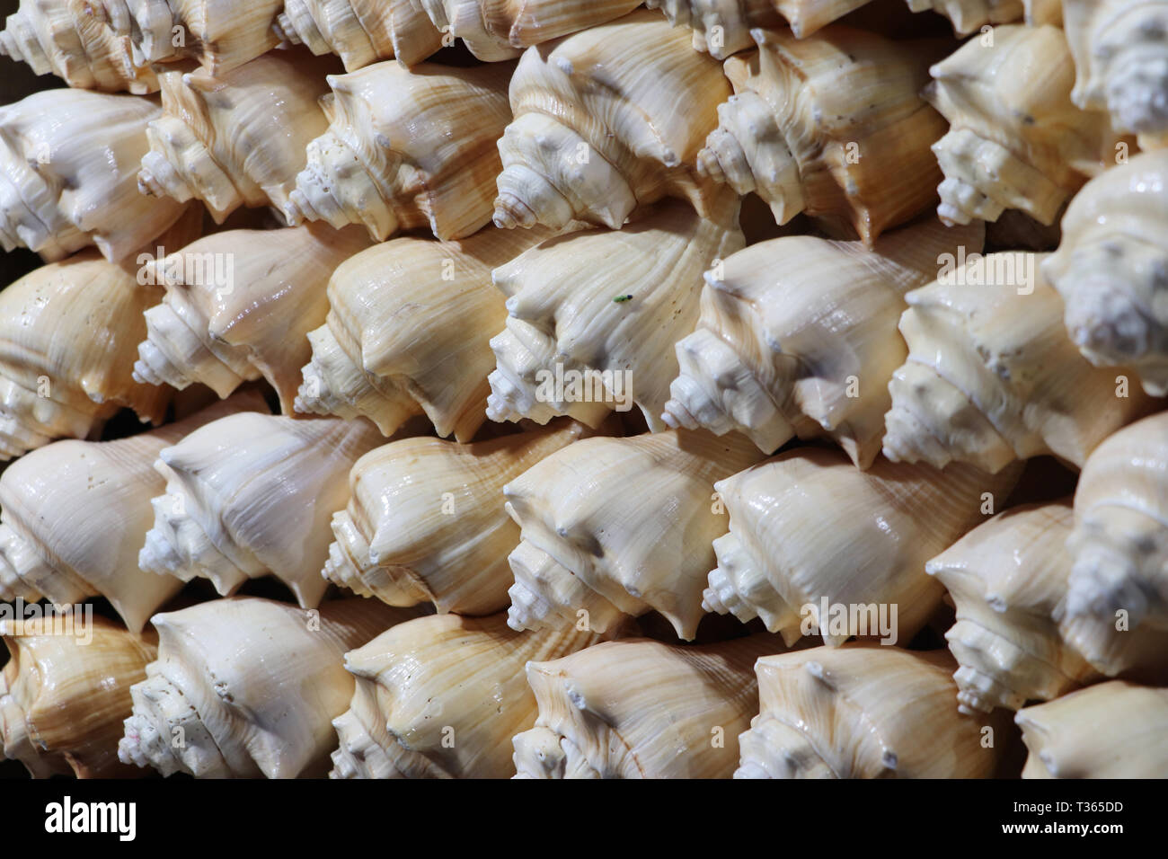 Sea shells in the market. Conch shells at Puri sea beach evening market ...