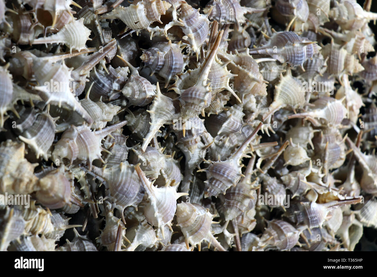 Sea shells in the market. Conch shells at Puri sea beach evening market ...