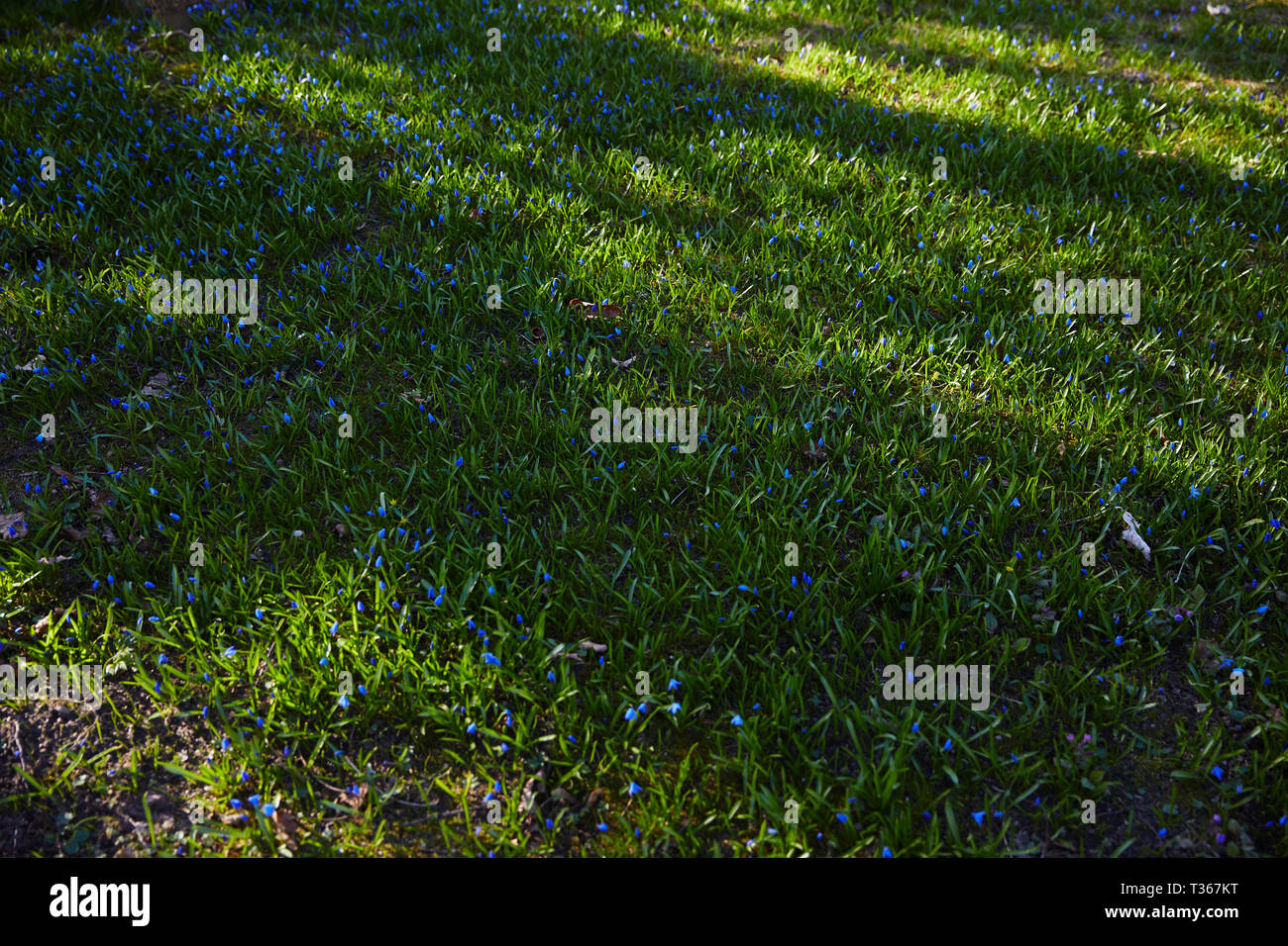 Spring flowers in Poland Stock Photo - Alamy