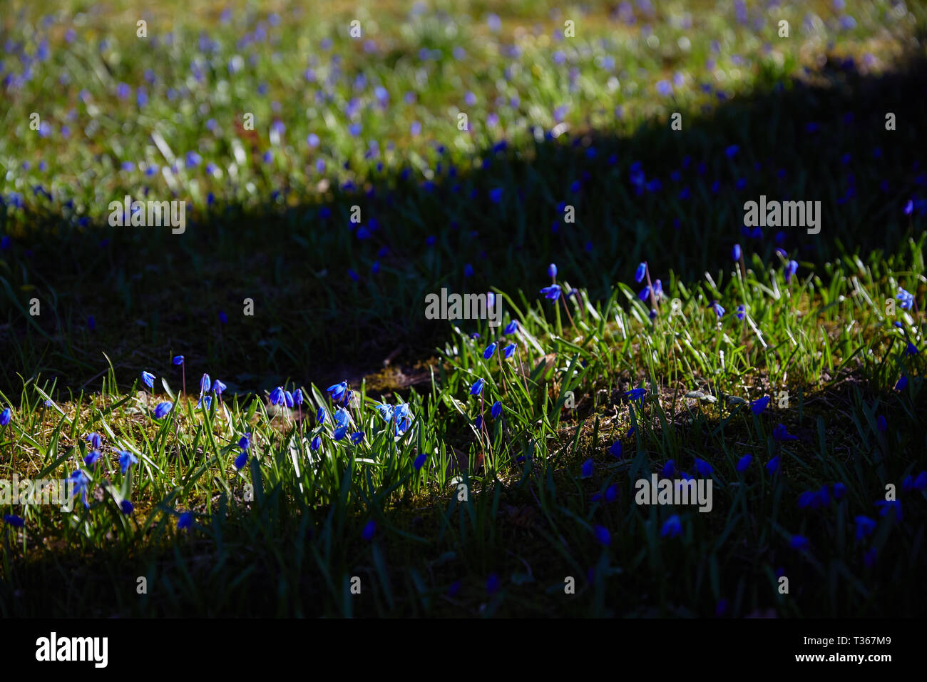 Spring flowers in Poland Stock Photo - Alamy