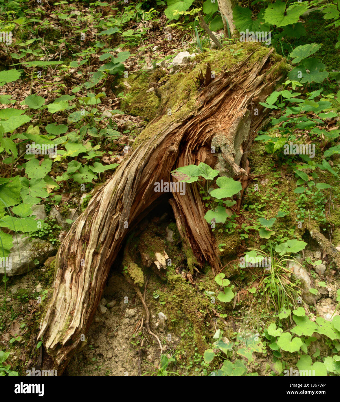Dead wood in forest near the Creux du Van, Romandie Stock Photo - Alamy