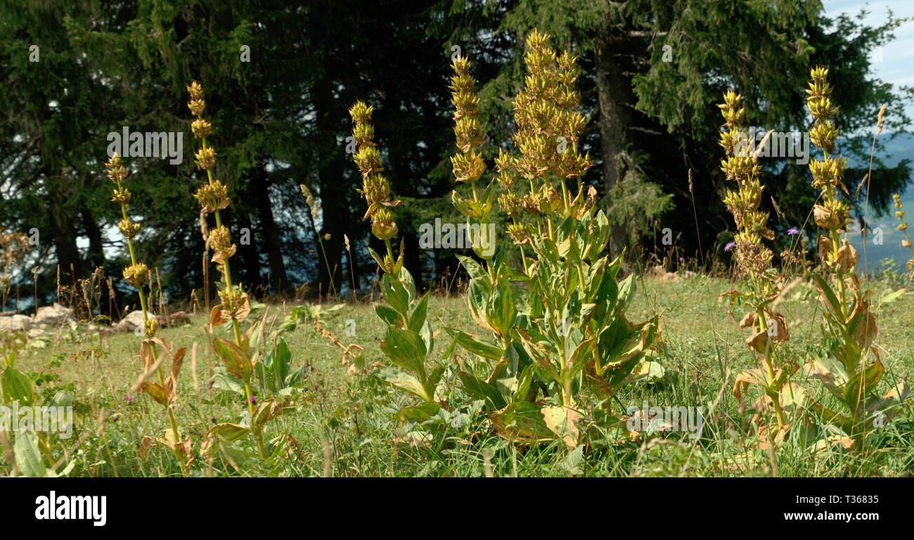 Gentiana lutea; yellow gentian (bitterroot) growing above the Creux du ...
