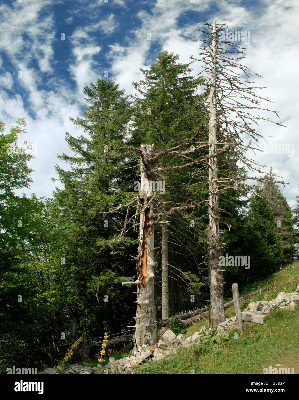 Skeletal trees hi-res stock photography and images - Alamy