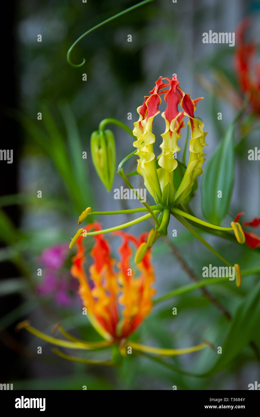 Gloriosa Rothschildiana is as beautiful and unique flower also known as ...