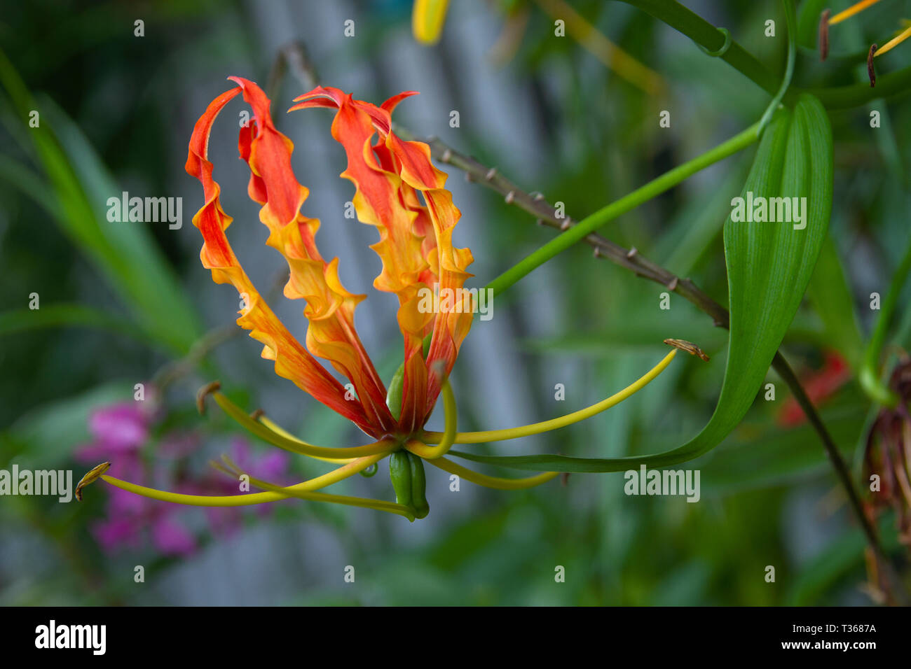 Flame Lily Gloriosa Superba High Resolution Stock Photography and ...